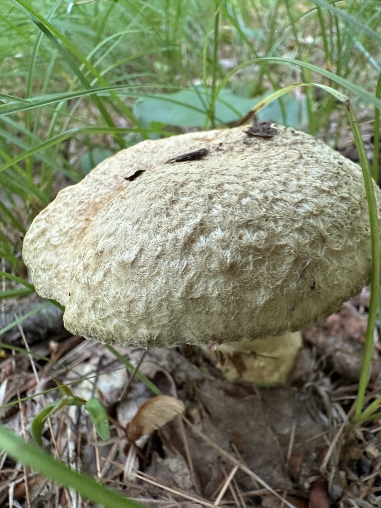 Cornflower Bolete from Chequamegon-Nicolet National Forest, Hayward, WI ...