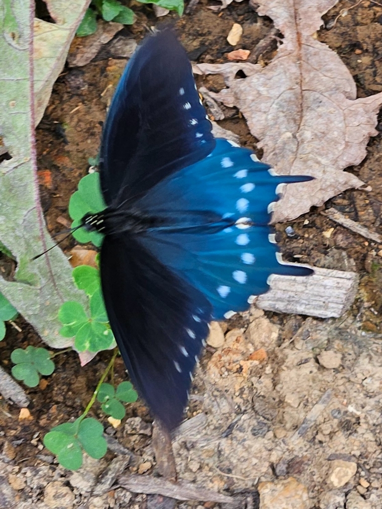 Pipevine Swallowtail from Leslie on July 15, 2024 at 09:21 PM by ...