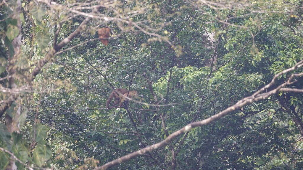 chestnut weeper capuchin from Maripasoula 97370, Guyane française on ...