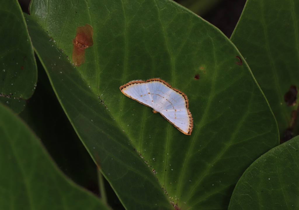 Leuciris fimbriaria from Escuinapa, Sin., México on July 6, 2024 at 08: ...
