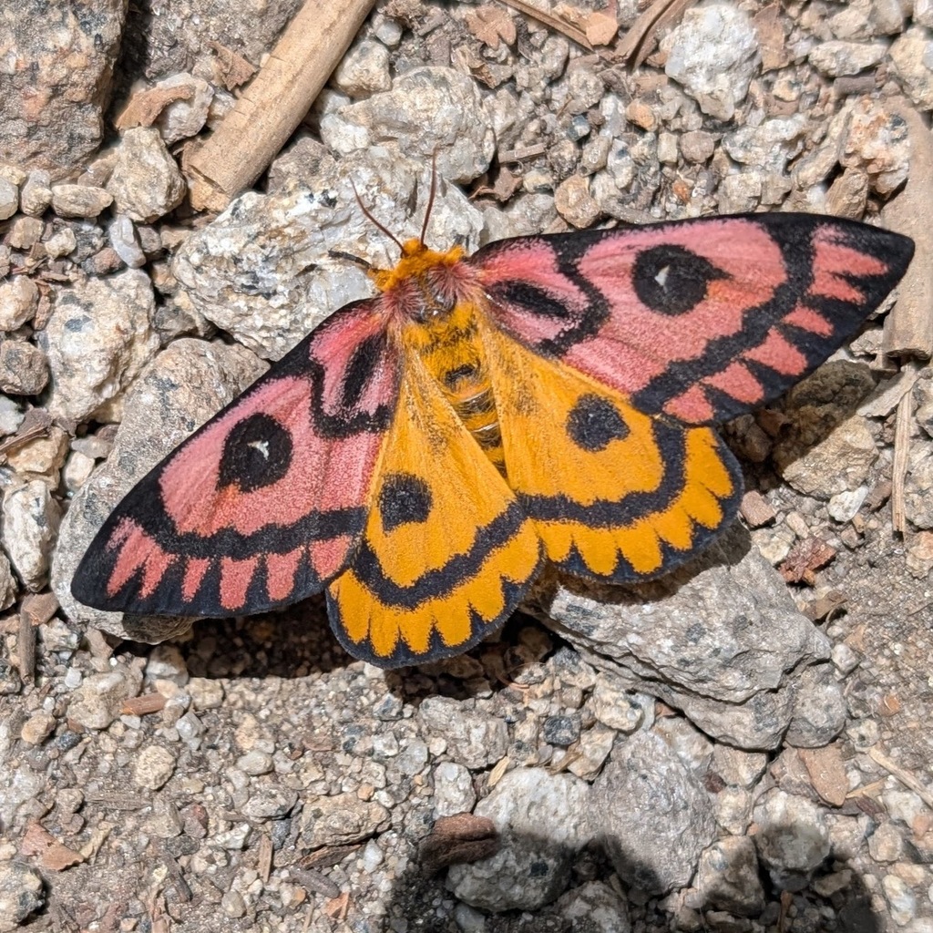 Western Sheep Moth from Riverside County, CA, USA on July 14, 2024 at ...