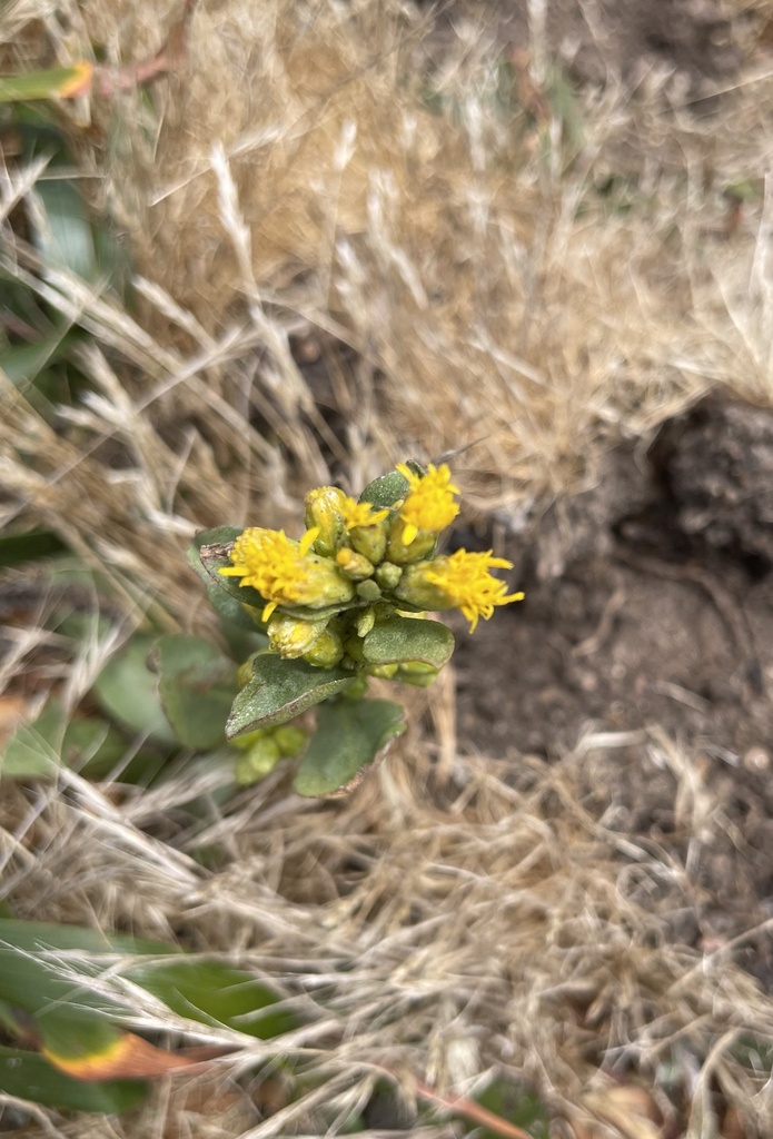 coast goldenrod from Point Reyes National Seashore, Inverness, CA, US ...