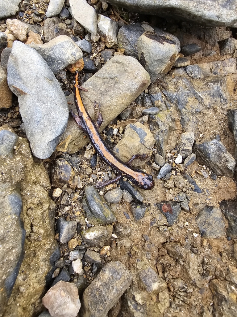 Asian Salamanders in July 2024 by Chris Chris · iNaturalist