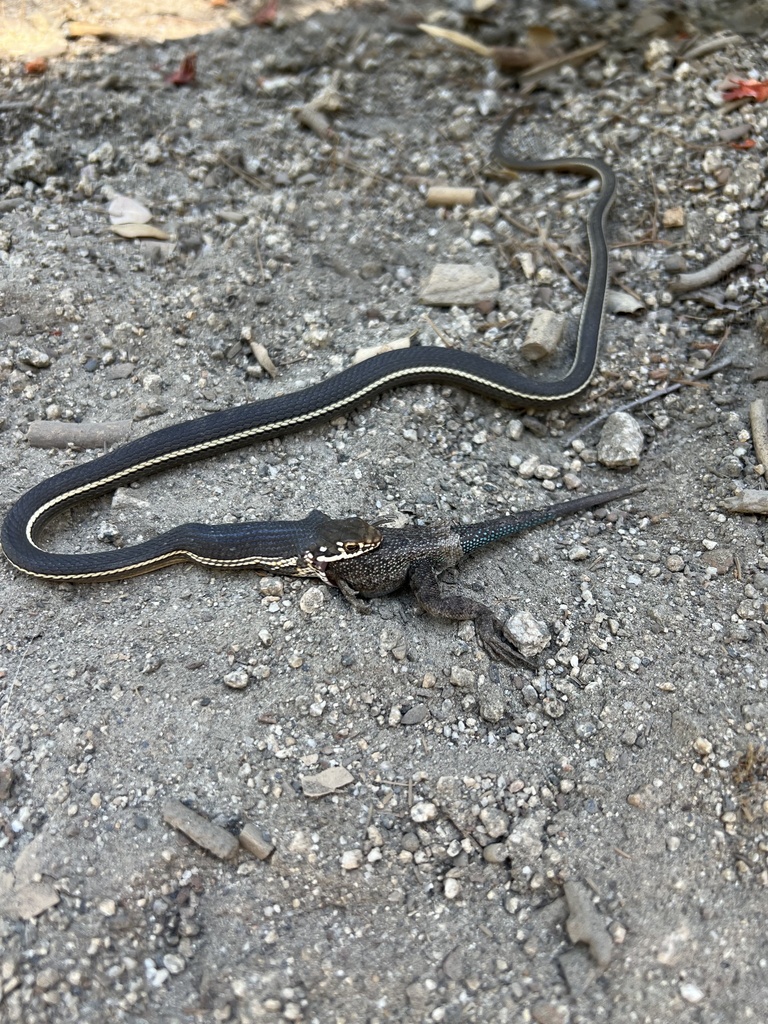 California Striped Racer from San Bernardino National Forest, Pine Cove ...