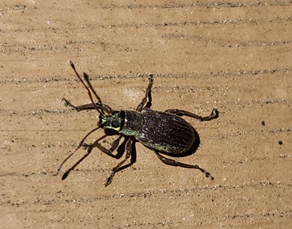 Asian Oak Weevil from Framingham, MA 01702, USA on July 13, 2024 at 10: ...