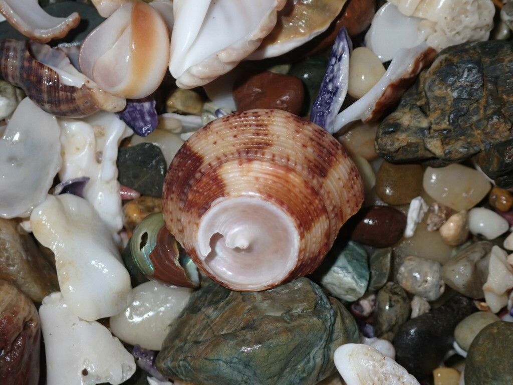 Astele speciosa from Woolgoolga NSW 2456, Australia on July 16, 2024 at ...
