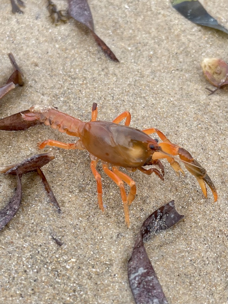 Australian Burrowing Crayfishes from Western Port, Merricks Beach, VIC ...