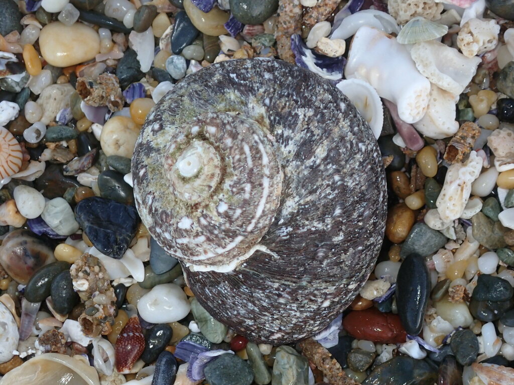 Rough turban shell from Woolgoolga NSW 2456, Australia on July 16, 2024 ...