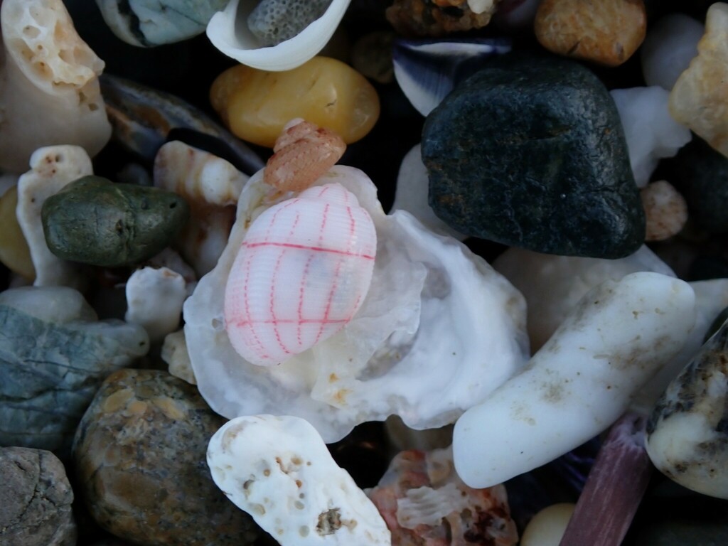 Red-lined Bubble Snail from Woolgoolga NSW 2456, Australia on July 16 ...
