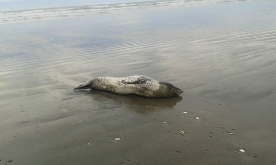 Leopard Seal from South Pacific Ocean, Canterbury, NZ on August 3, 2015 ...