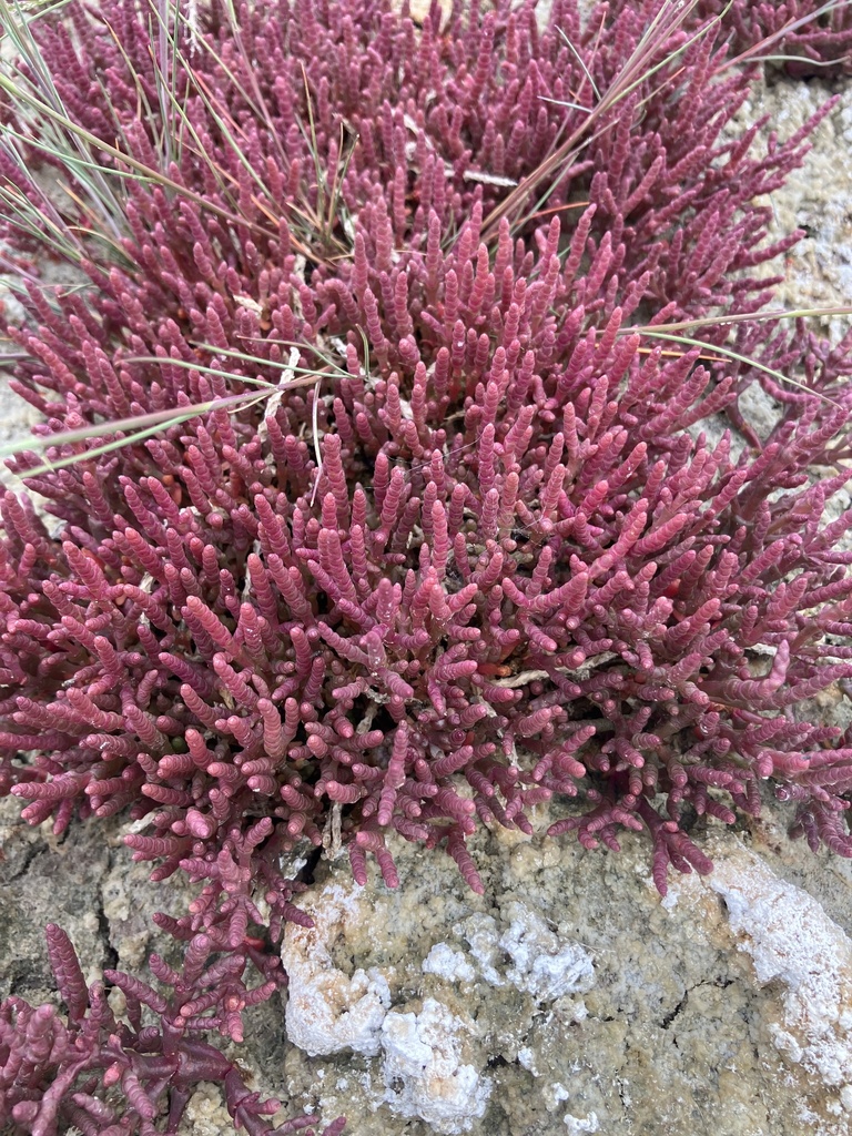 Boreal Saltwort from Alaska Hwy, Ibex Valley, YT, CA on July 15, 2024 ...