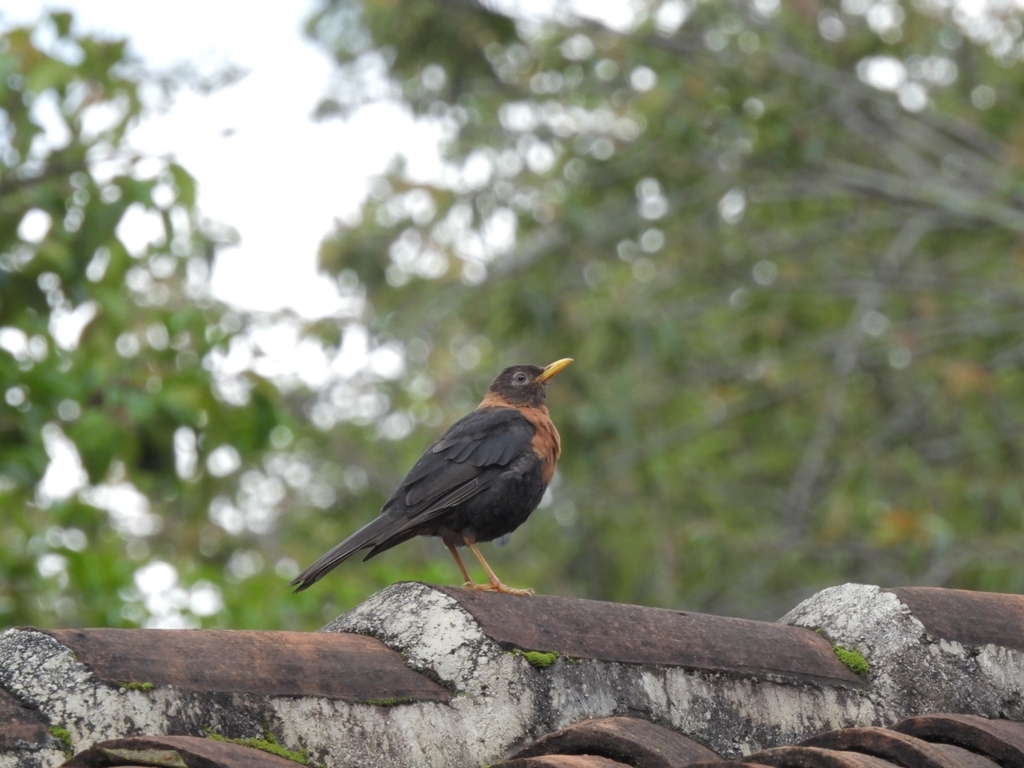 Rufous-collared Robin from Ojo de Agua, 29216 San Cristóbal de las ...