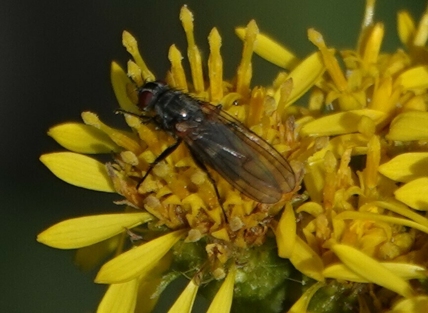 Lesser House Fly from Denali Borough, AK, USA on July 15, 2024 at 03:54 ...