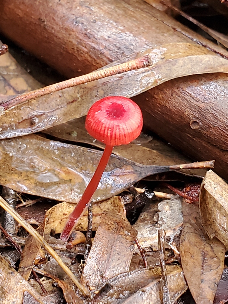 ruby bonnet from The Gums Reserve, Tranmere, Adelaide SA, Australia on ...