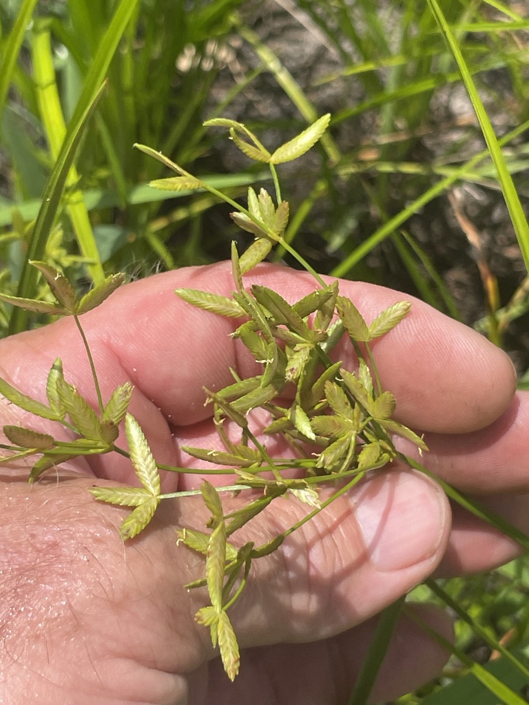 Le Conte's Flatsedge from Lake Wales Ridge State Forest Trail ...