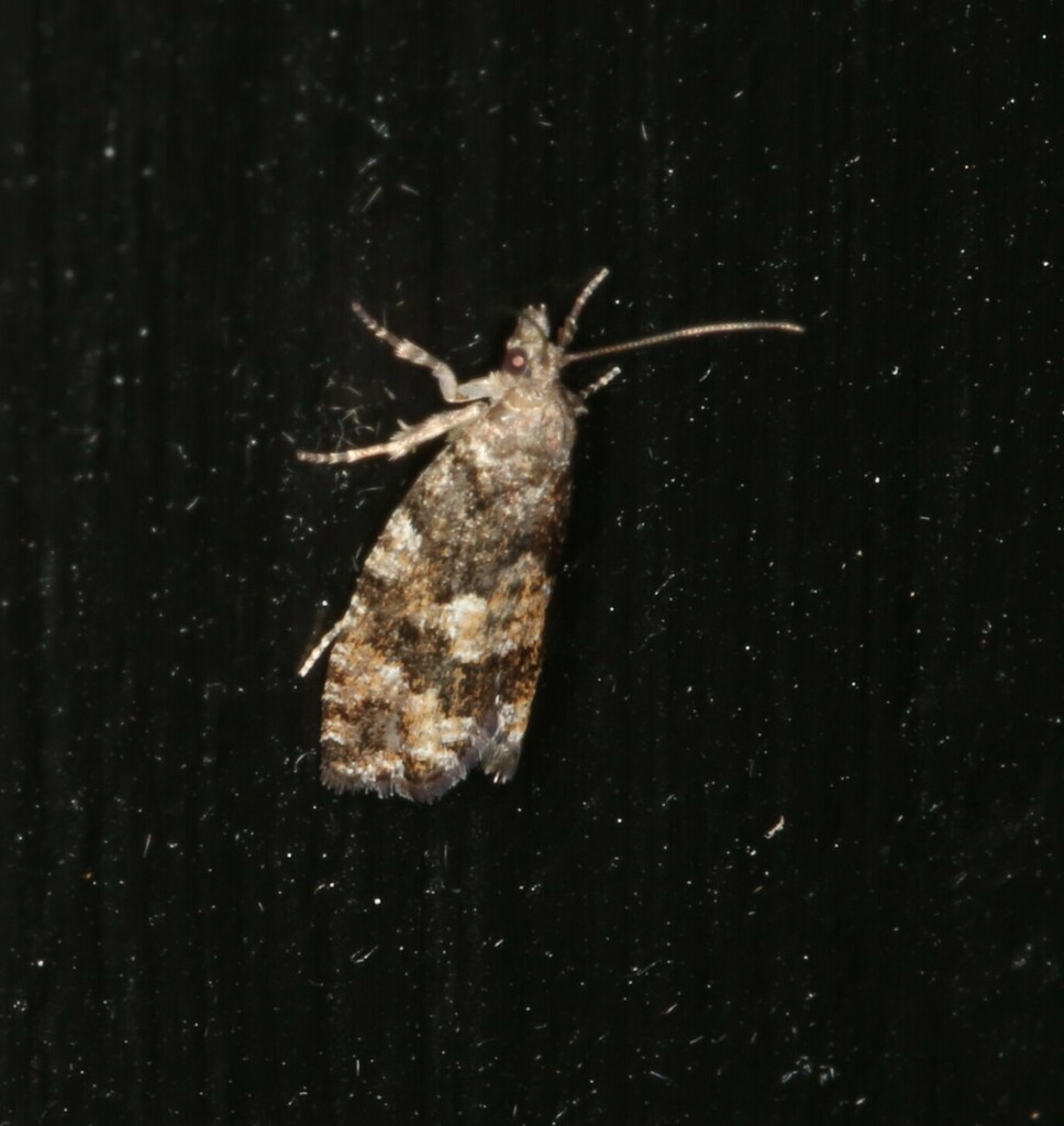 Spruce Bud Moth from Mont-Joli, QC, Canada, 1101 rue Lussier on July 15 ...