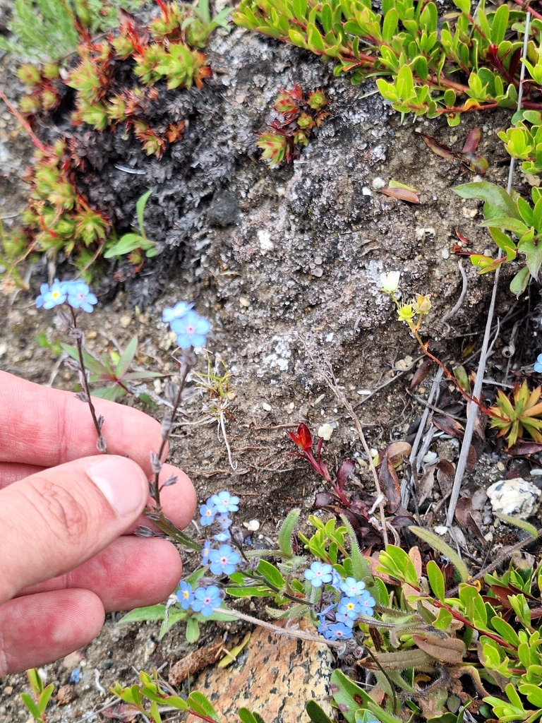 mountain forget-me-not from Haines Junction, YT Y0B 1L0, Canada on July ...