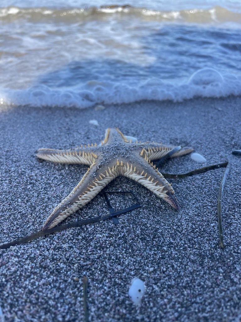 Indo-Pacific Comb Star from Urupukapuka Bay, Bay of Islands-Whangaroa ...