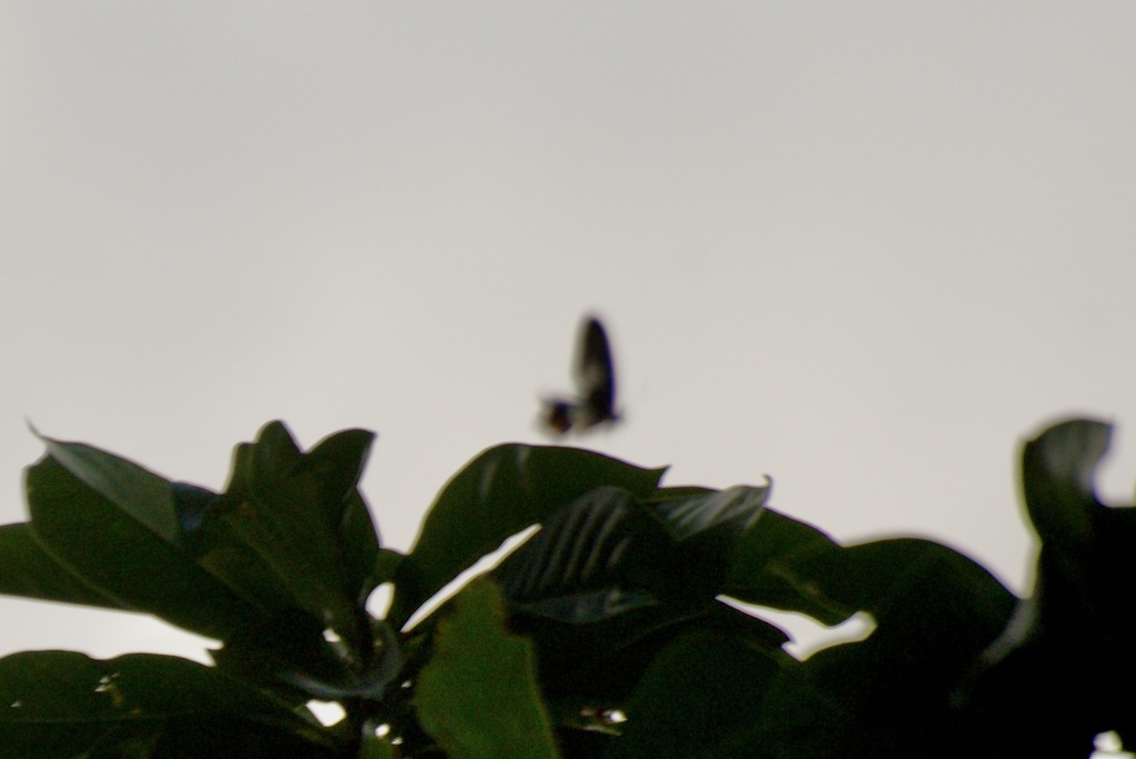 Red-bodied Swallowtail from 澳大利亚昆士兰州凯恩斯 on July 15, 2024 at 09:31 AM by ...