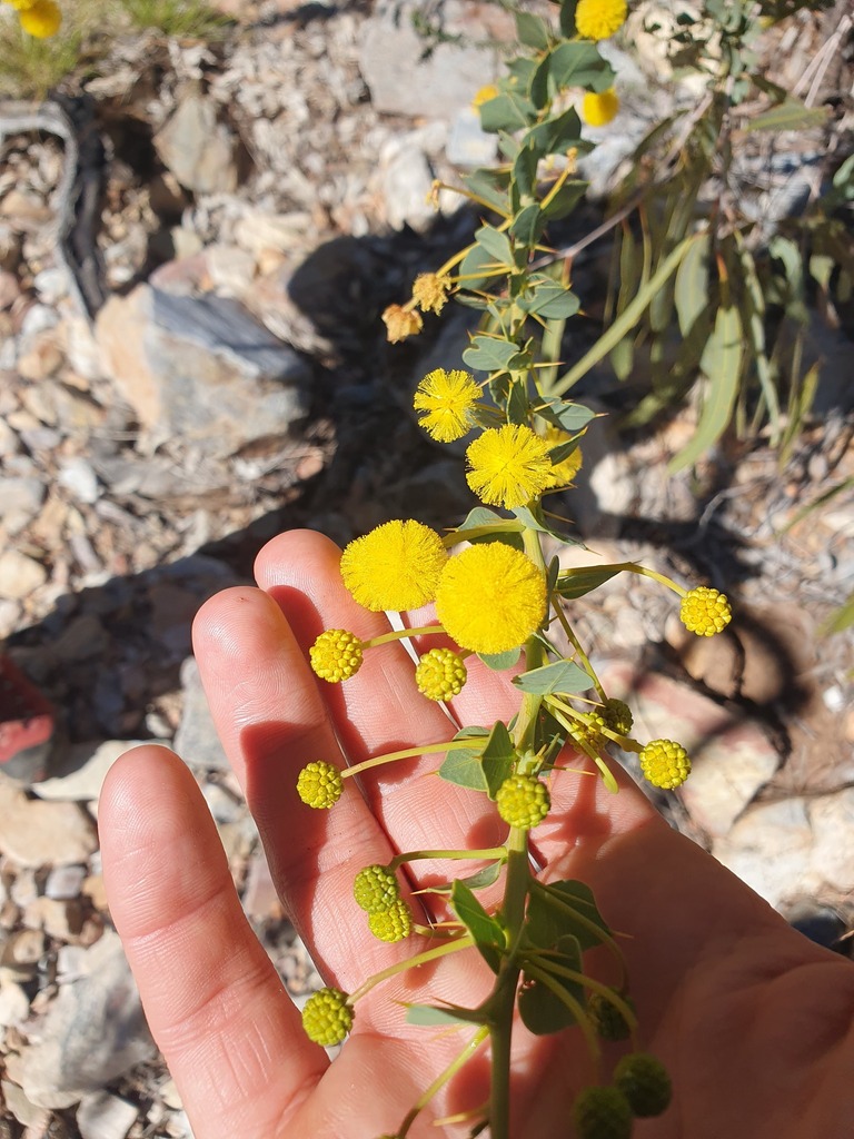 wattles from Burt Plain NT 0872, Australia on July 8, 2024 at 01:27 PM ...