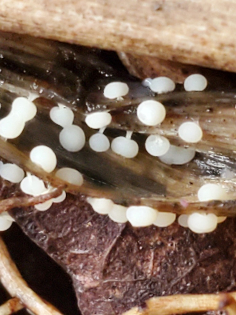 Something from Hextall Ave, Tranmere, Adelaide SA, Australia on June 27 ...