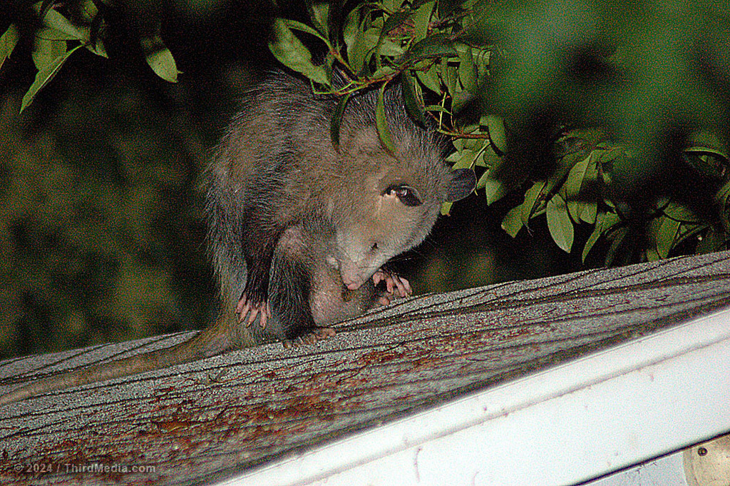 Virginia Opossum in July 2023 by Matt. Female with recent offspring ...