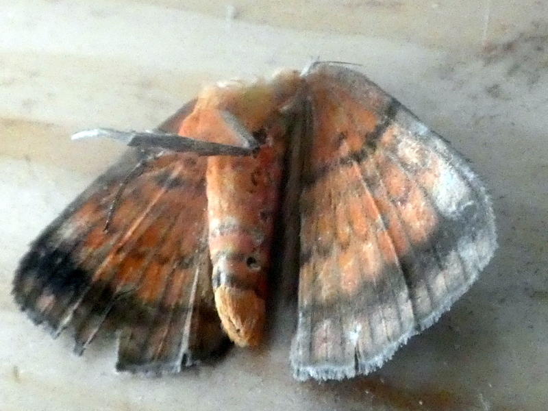 Erebinae from Vientiane, Laos on July 16, 2024 at 09:56 AM by Louis ...