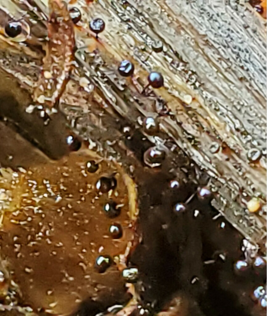 Something from Hextall Ave, Tranmere, Adelaide SA, Australia on June 27 ...