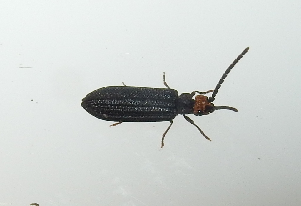 Cupes capitatus (Beetles of South Central Pennsylvania) · iNaturalist