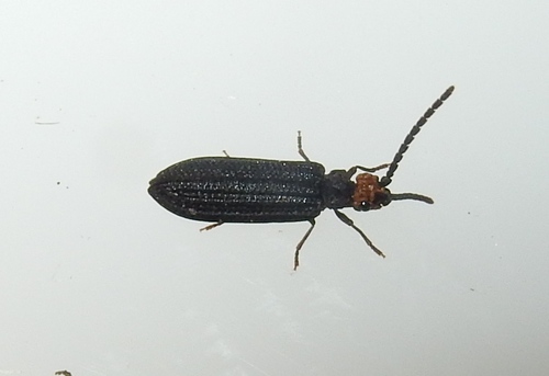 Genus Cupes · iNaturalist