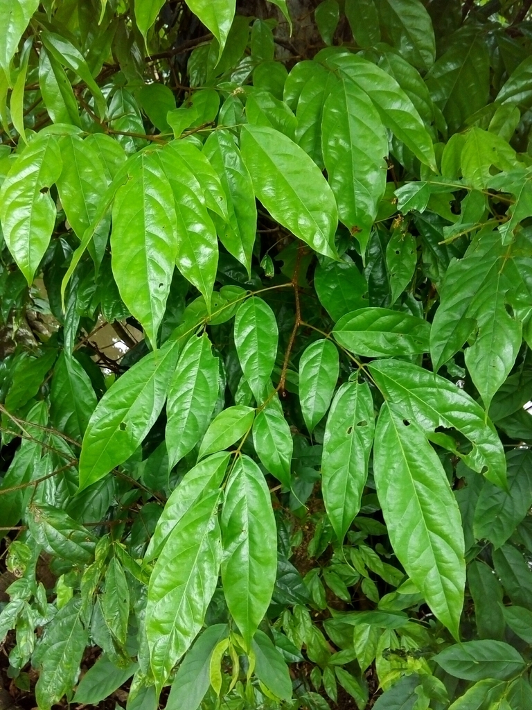 (Fairchildia panamensis) - Botanical Realm