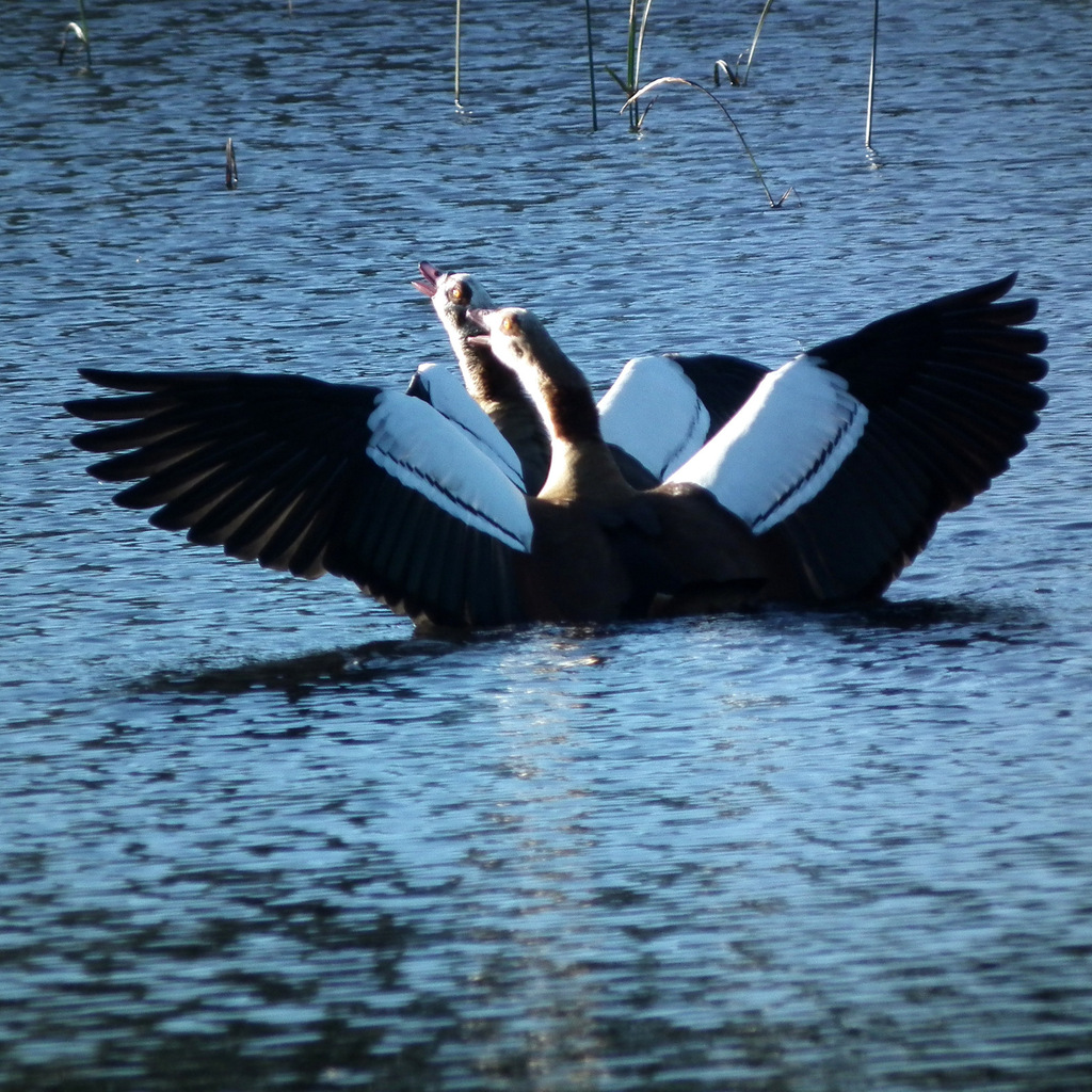Egyptian Goose from Garden Route Botanical Garden on July 15, 2024 at ...