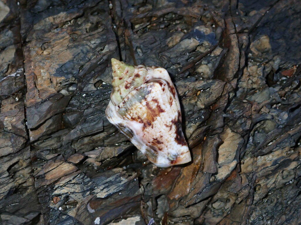 Variable Stromb from Woolgoolga NSW 2456, Australia on July 16, 2024 at ...