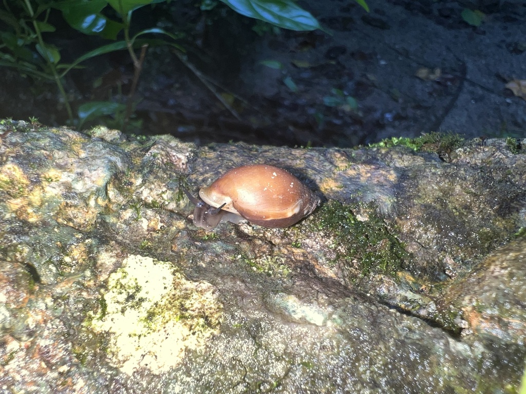 Pythia scarabaeus from Euidelchol, PW on July 8, 2024 at 11:29 AM by ...