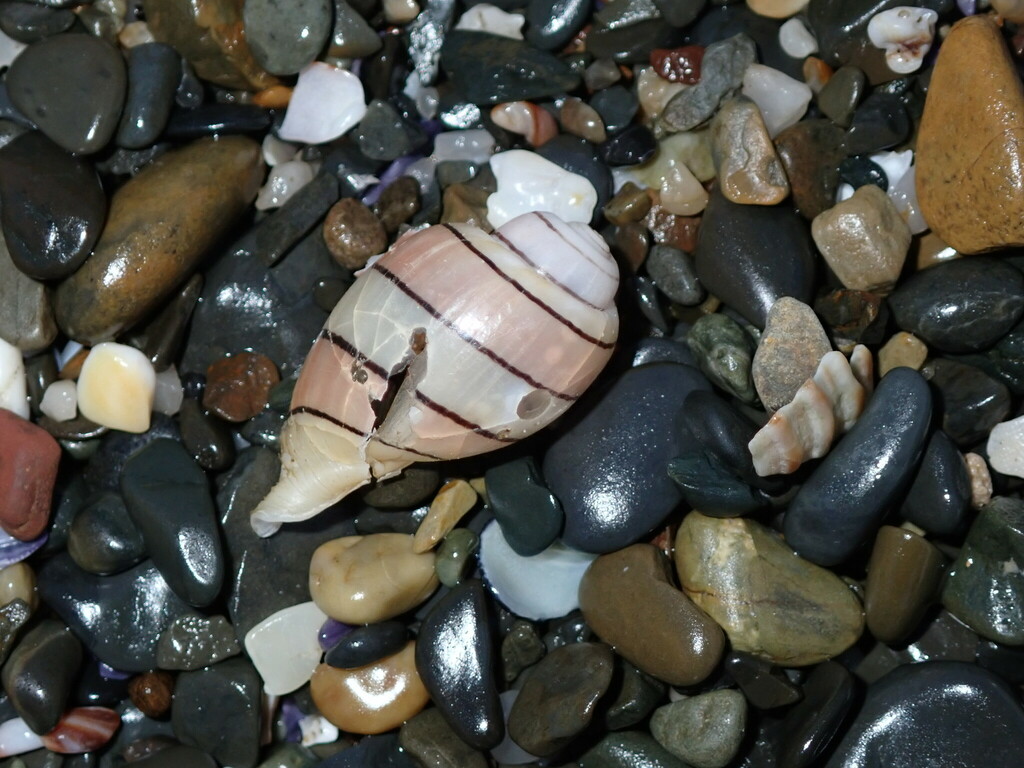 Pink Bubble Snail from Woolgoolga NSW 2456, Australia on July 16, 2024 ...