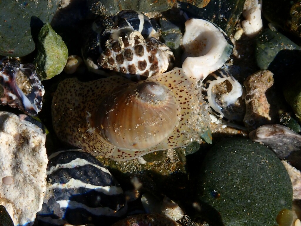 Spotted Sand Shell from Woolgoolga NSW 2456, Australia on July 16, 2024 ...