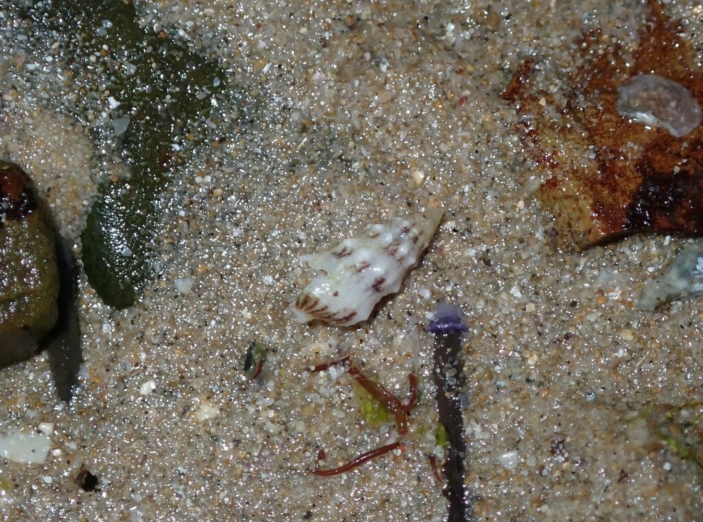 Cerithium egenum from Woolgoolga NSW 2456, Australia on July 16, 2024 at 09:32 AM by Adrian Gale ...
