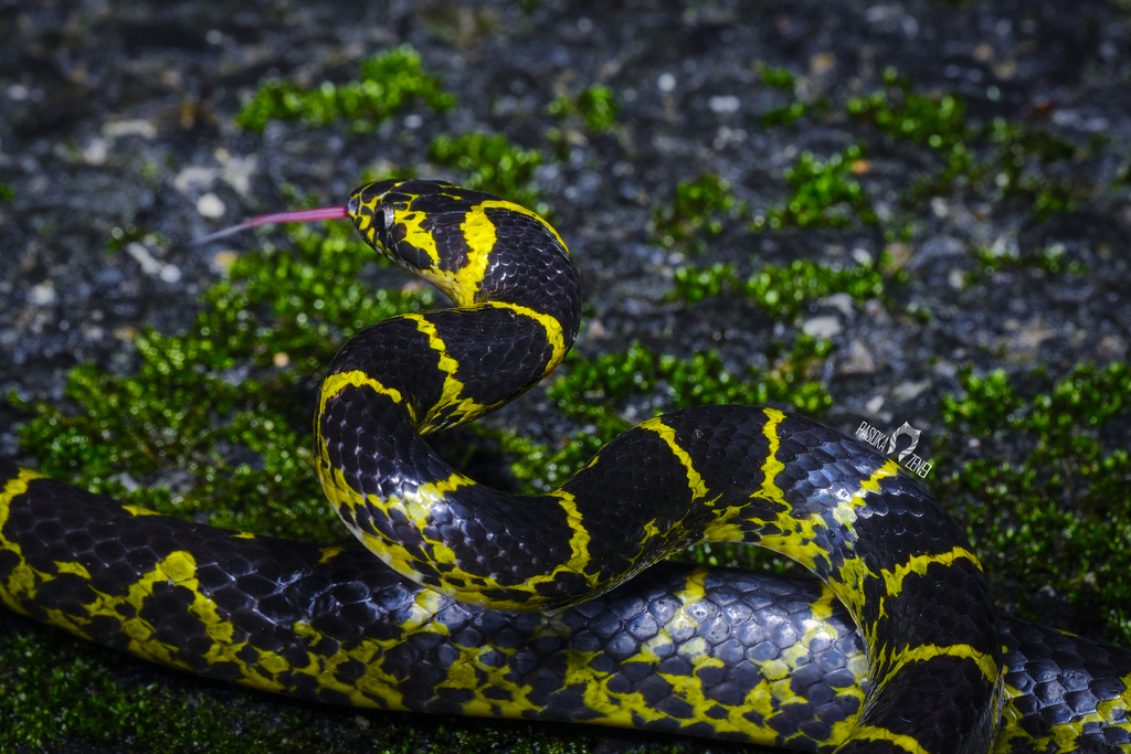 Big-tooth Snake from 中国浙江省杭州市西湖区 on July 12, 2024 at 05:31 PM by 帕索卡 ...