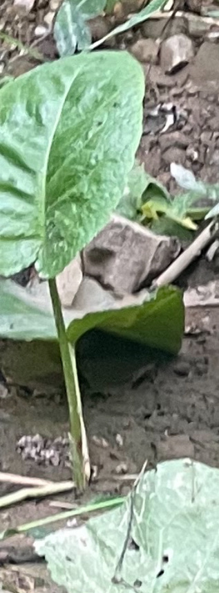 Heartleaf Plantain from Ozark-St. Francis National Forests, Springdale ...