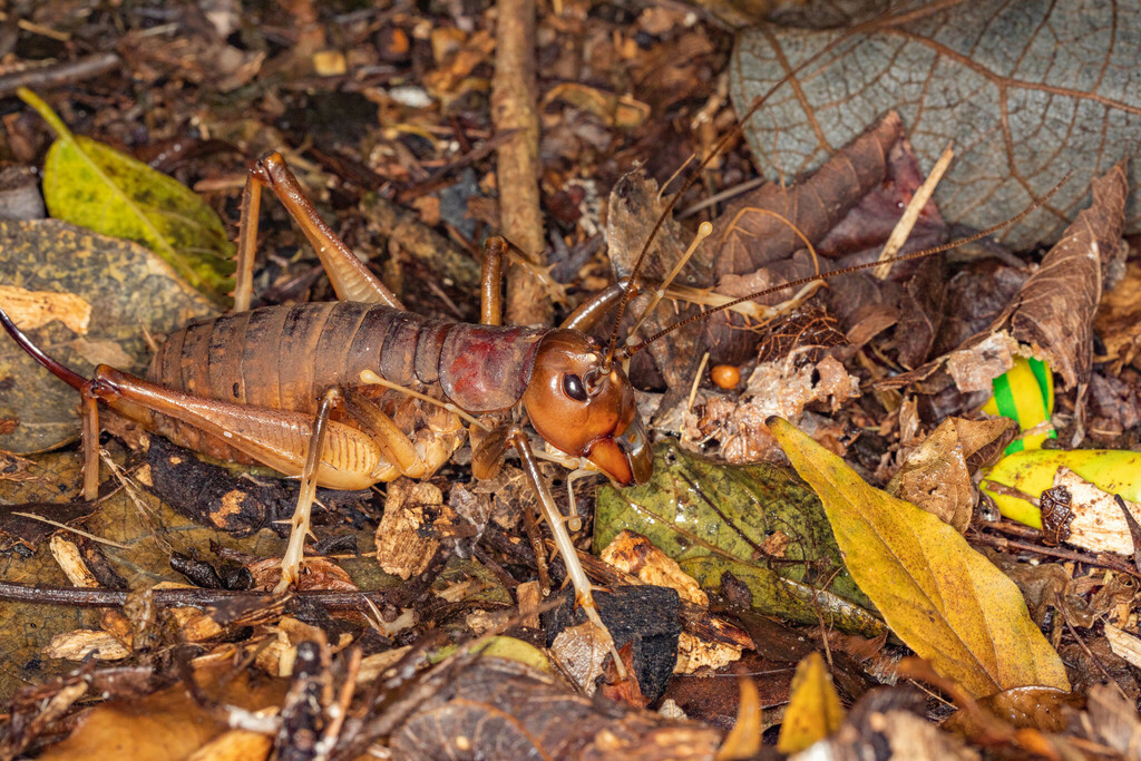 Giant King Cricket from Maleny QLD 4552, Australia on July 3, 2024 at ...