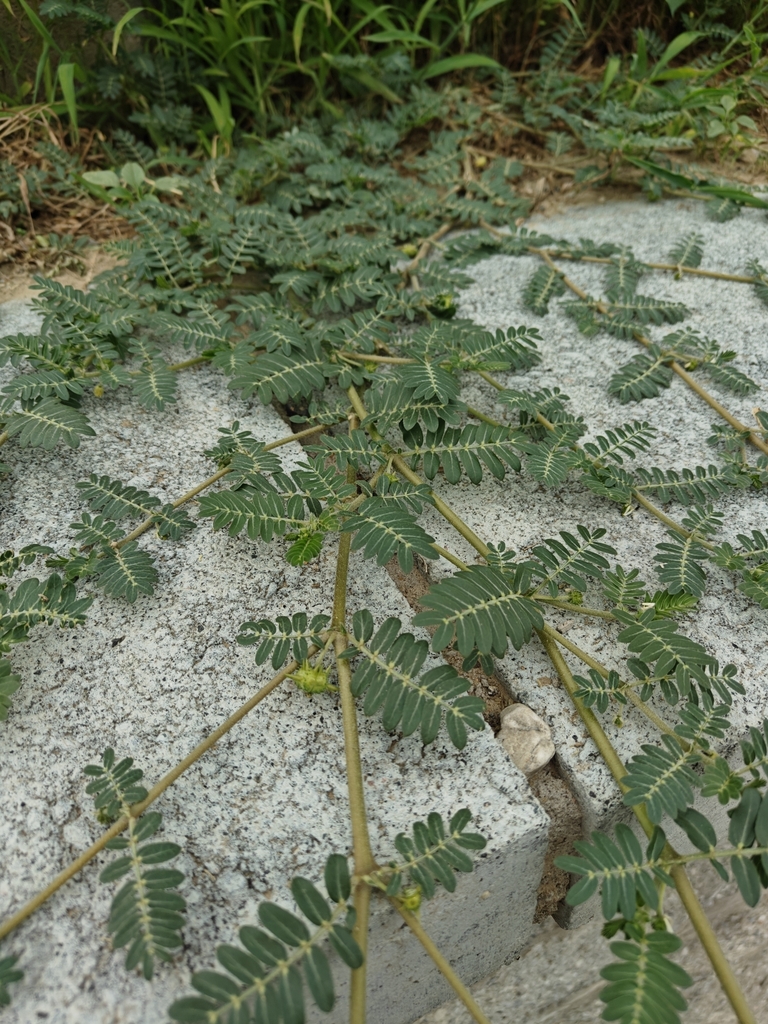 puncture vine from Beijing, Beijing, CN on July 15, 2024 at 05:04 PM by ...