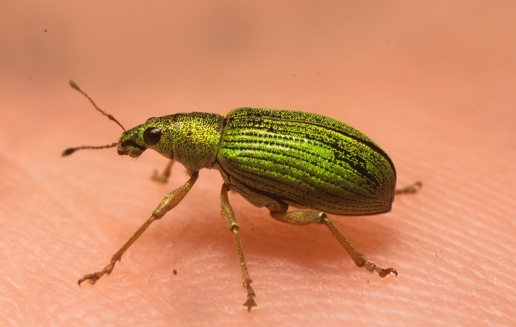Green Immigrant Leaf Weevil from Bromley, UK on June 18, 2024 at 06:07 ...