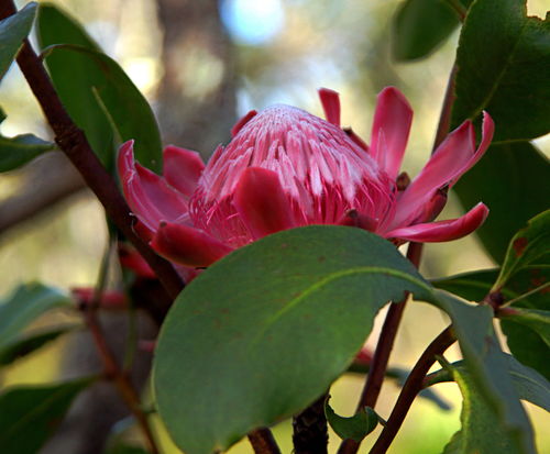Pink Tree Woodland Sugarbush (Variety Protea angolensis trichanthera ...