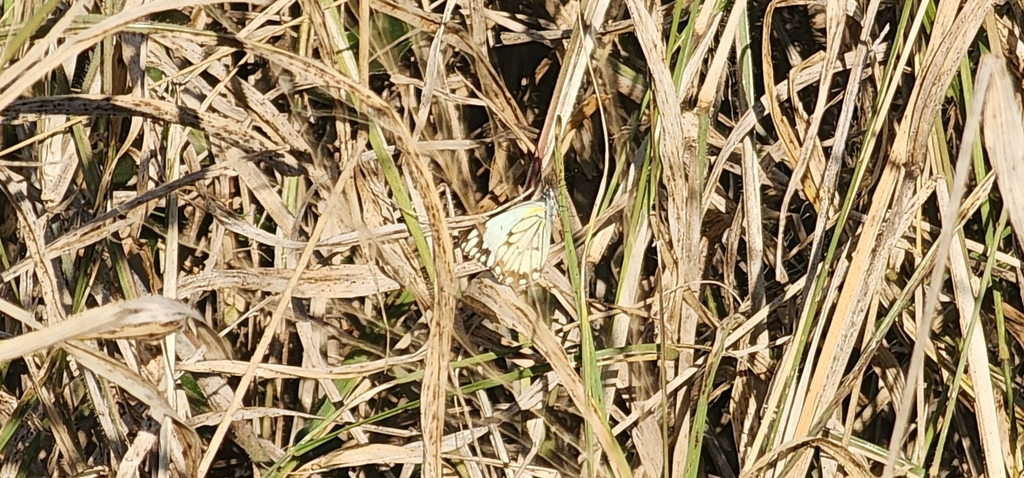 African Common White from Thanda Game Reserve on July 12, 2024 at 09:10 ...
