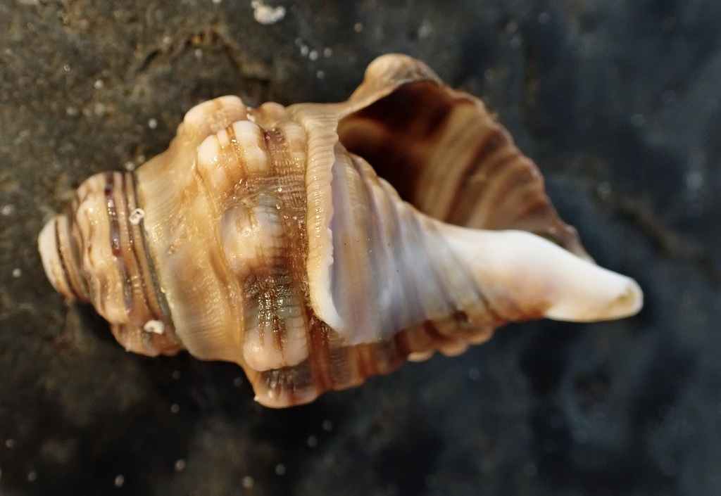 Spengler's Trumpet Snail from Burleigh Heads Rocky Shores QLD ...