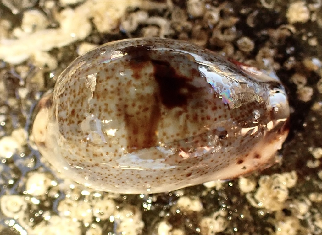 graceful cowrie from Burleigh Heads Rocky Shores QLD, Australia on July ...