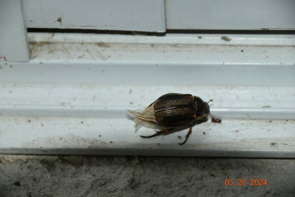 Paranomala inconstans in May 2024 by Rose Chin · iNaturalist