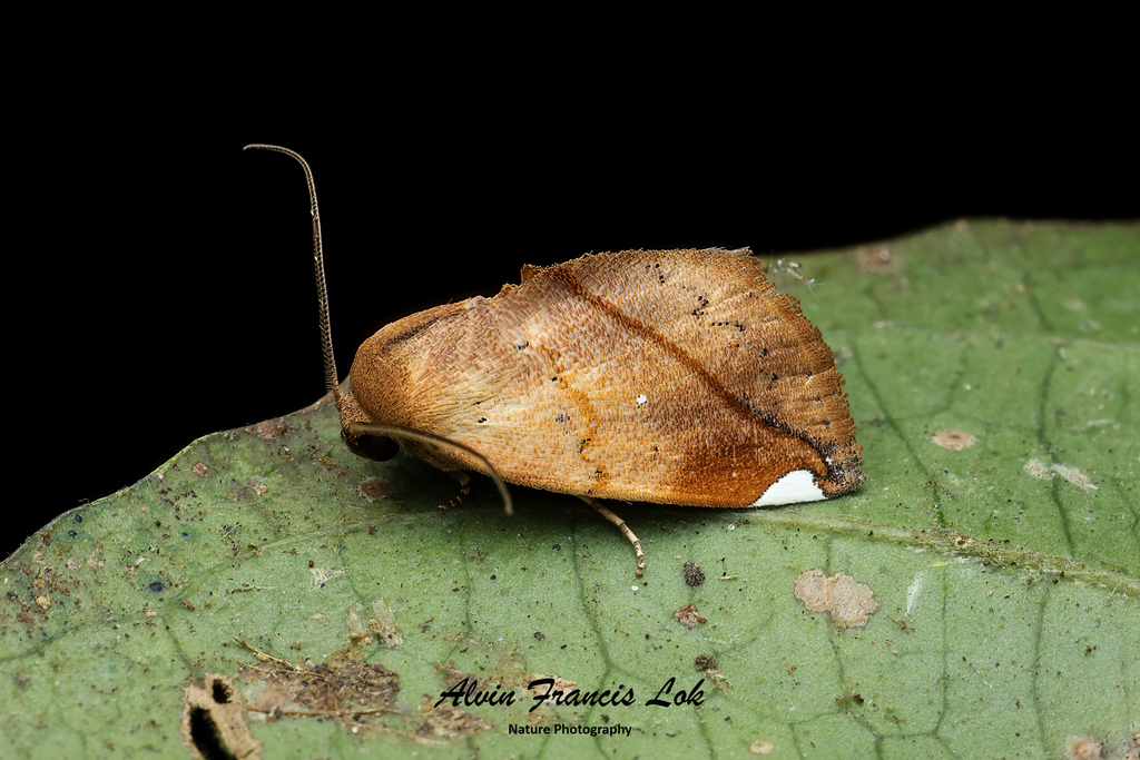 Negeta from Bukit Fraser, 49000 Bukit Fraser, Pahang, Malaysia on July ...