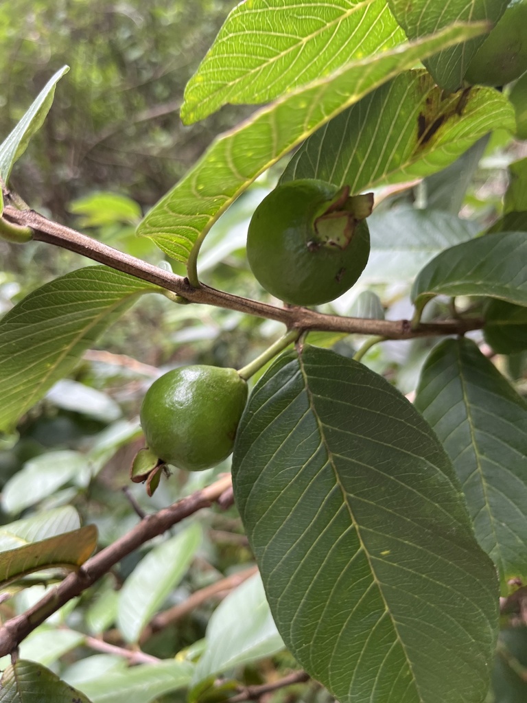 Common guava from Maui County, US-HI, US on July 10, 2024 at 04:30 PM ...