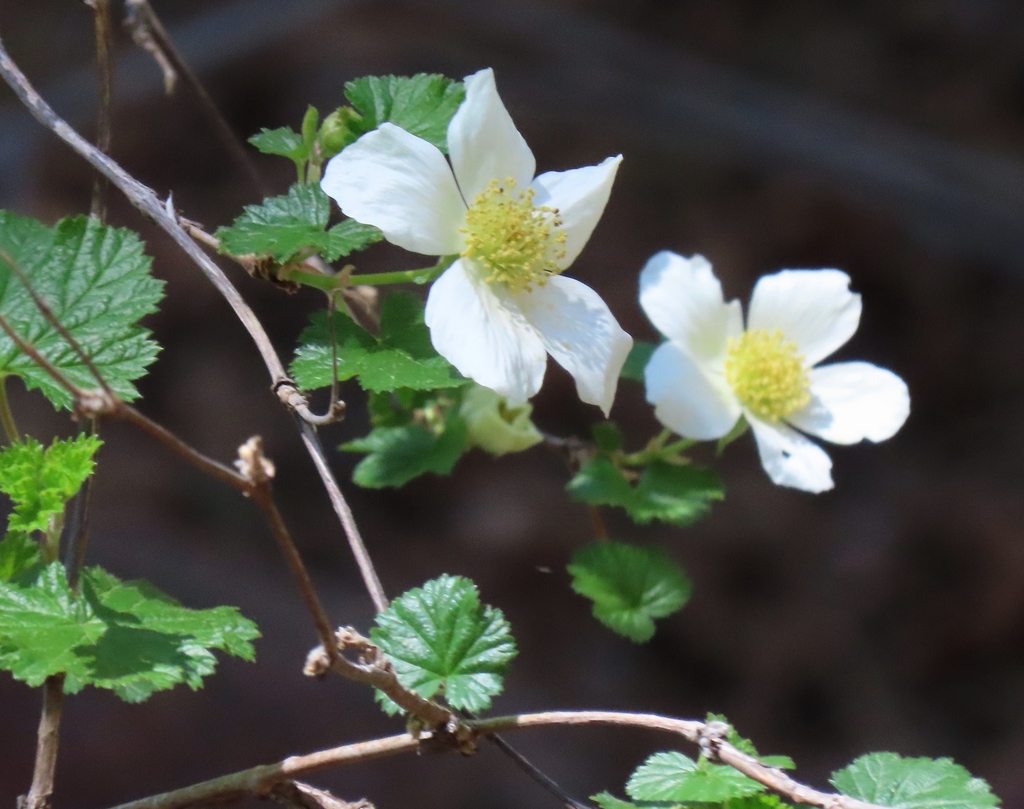 Rocky Mountain Raspberry (Plants of Roxborough State Park) · iNaturalist